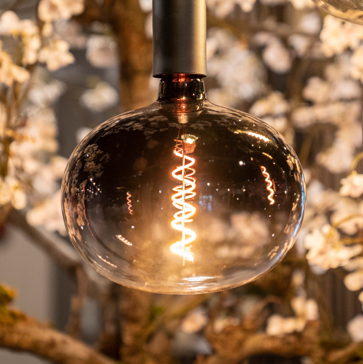 Light Bulbs & Fittings